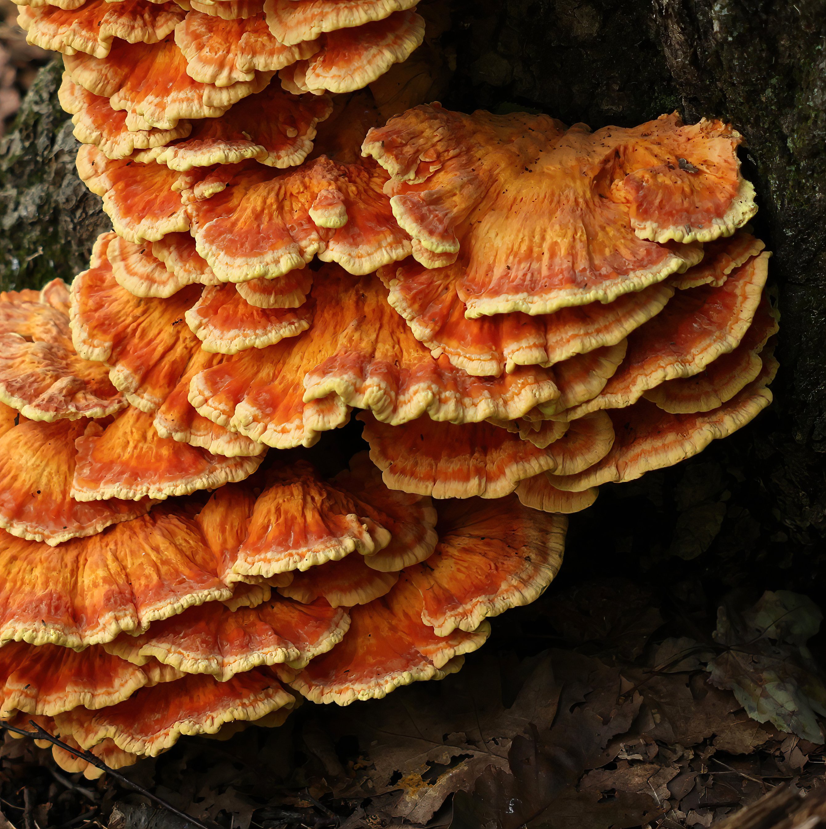 McFaul 3a.jpg | Canon RF Shooters Forums