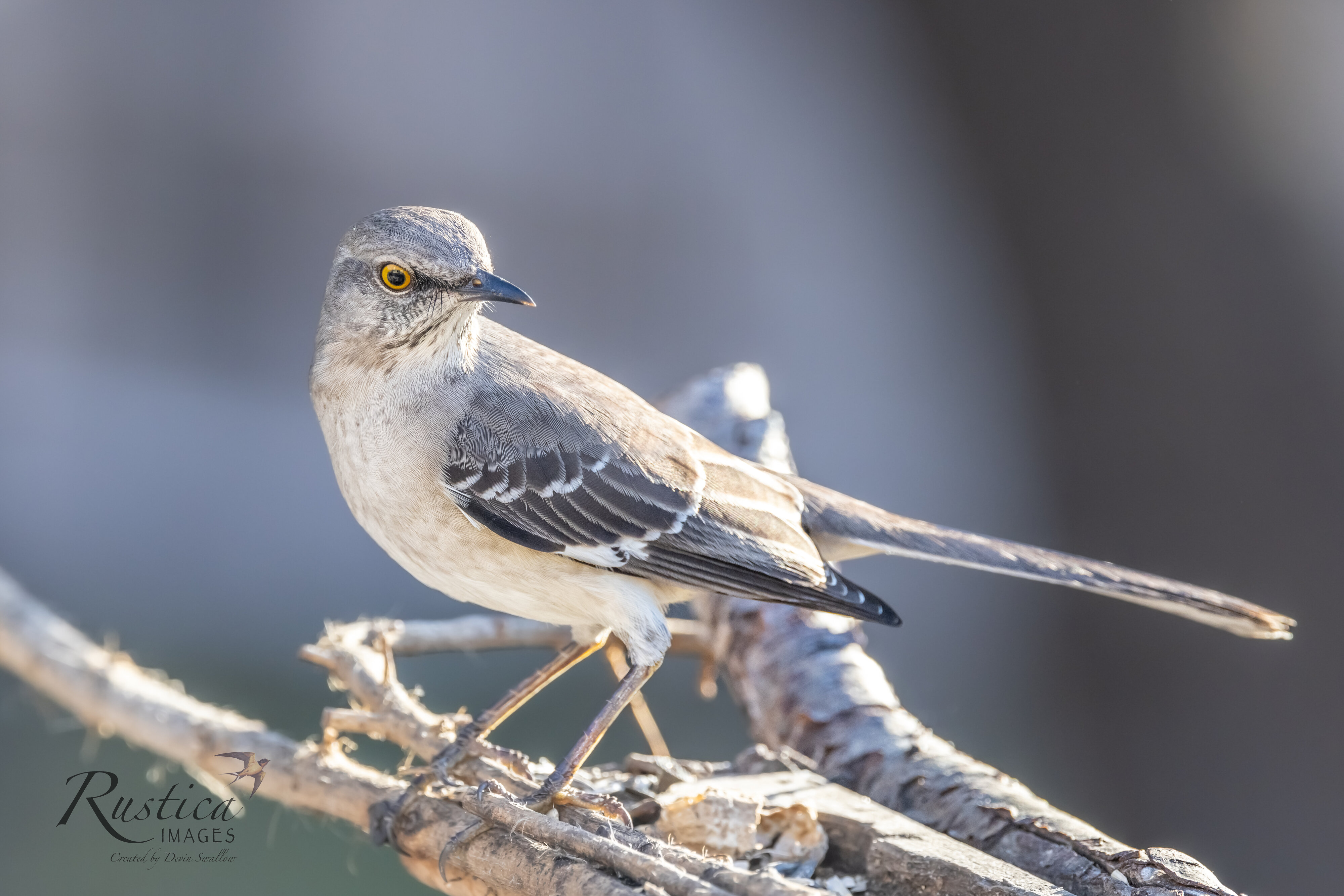 Mockingbird | Canon RF Shooters Forums