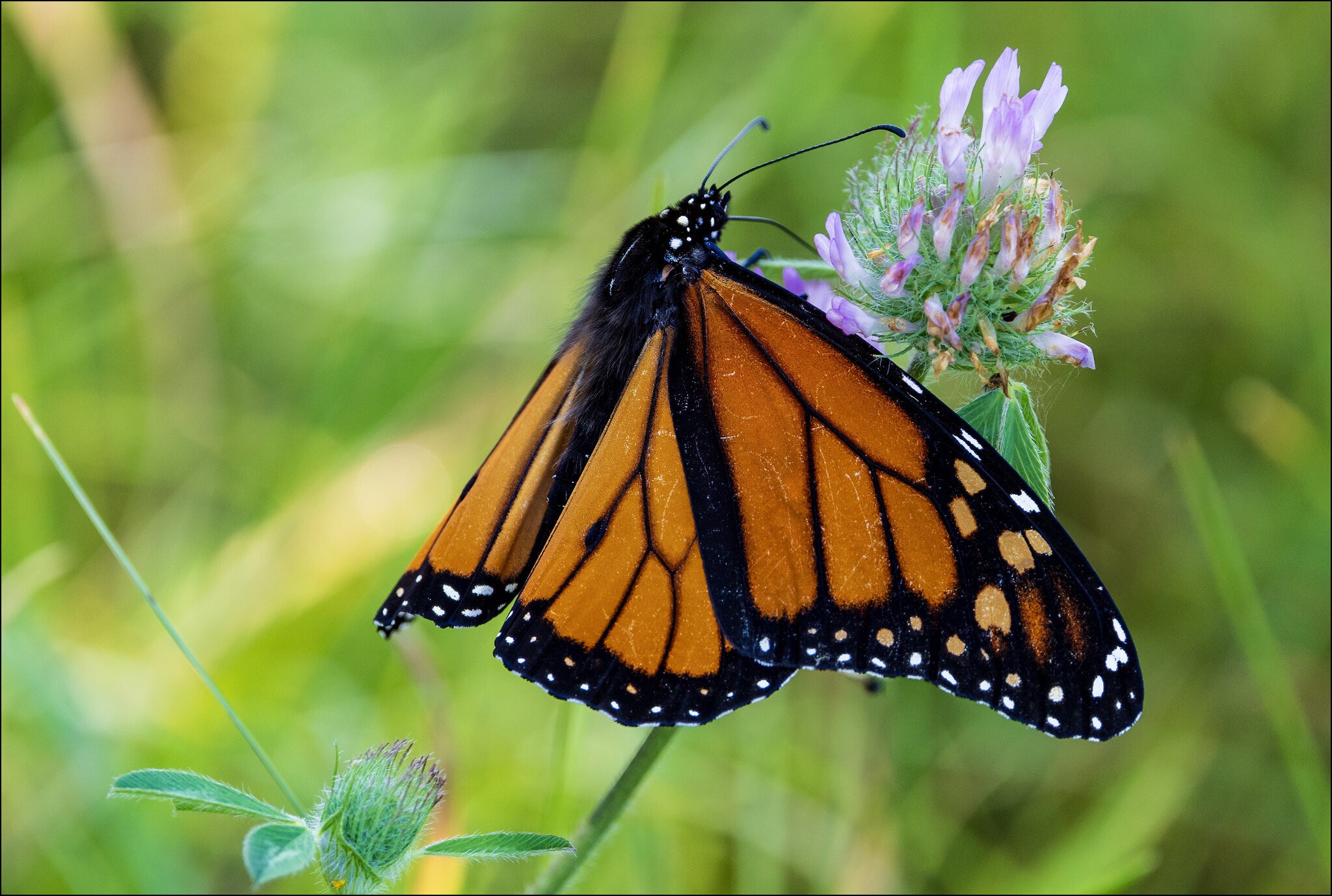 Monarch.jpg | Canon RF Shooters Forums