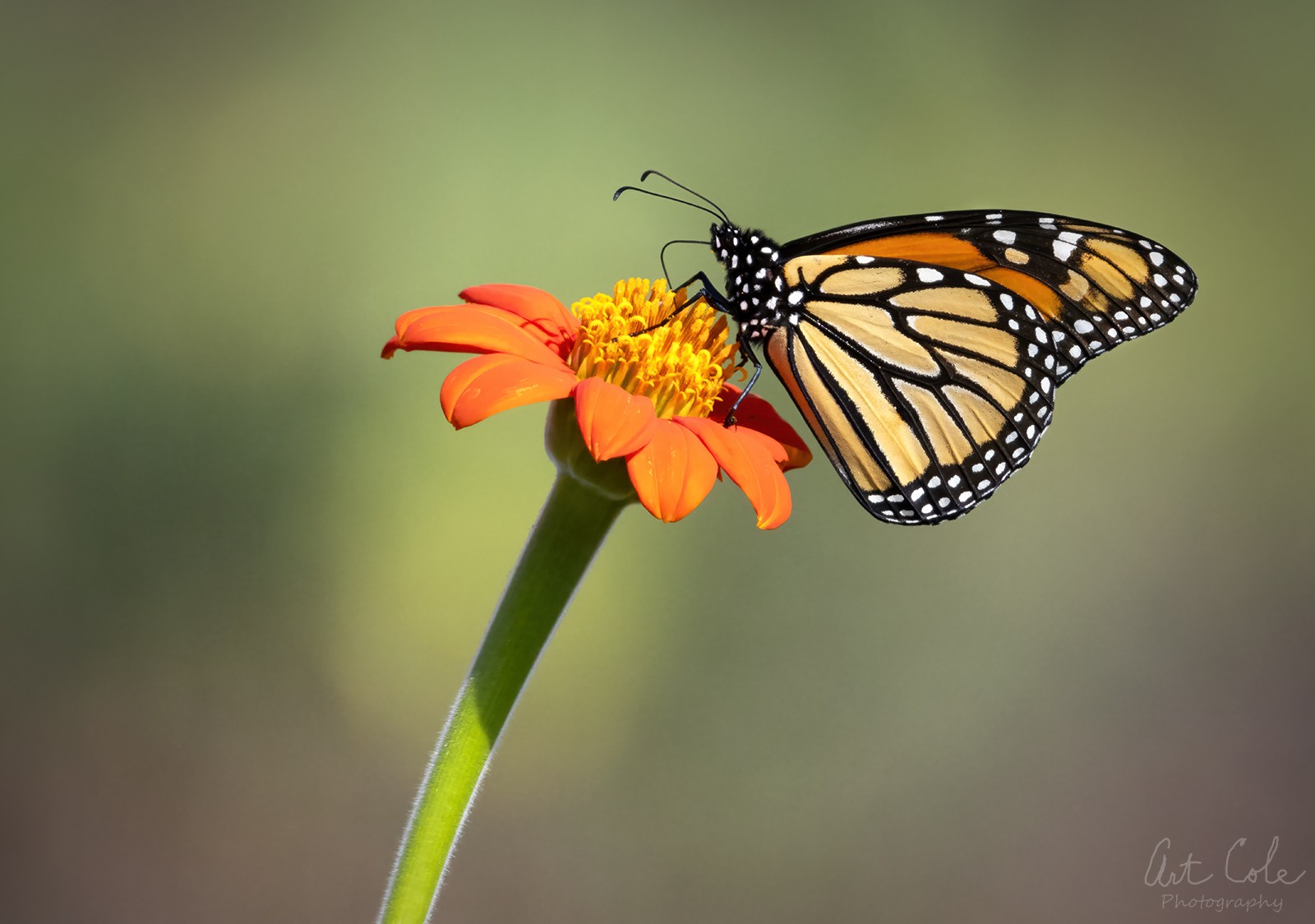monarchwithzinniadownLargeCropv3SM.jpg | Canon RF Shooters Forums