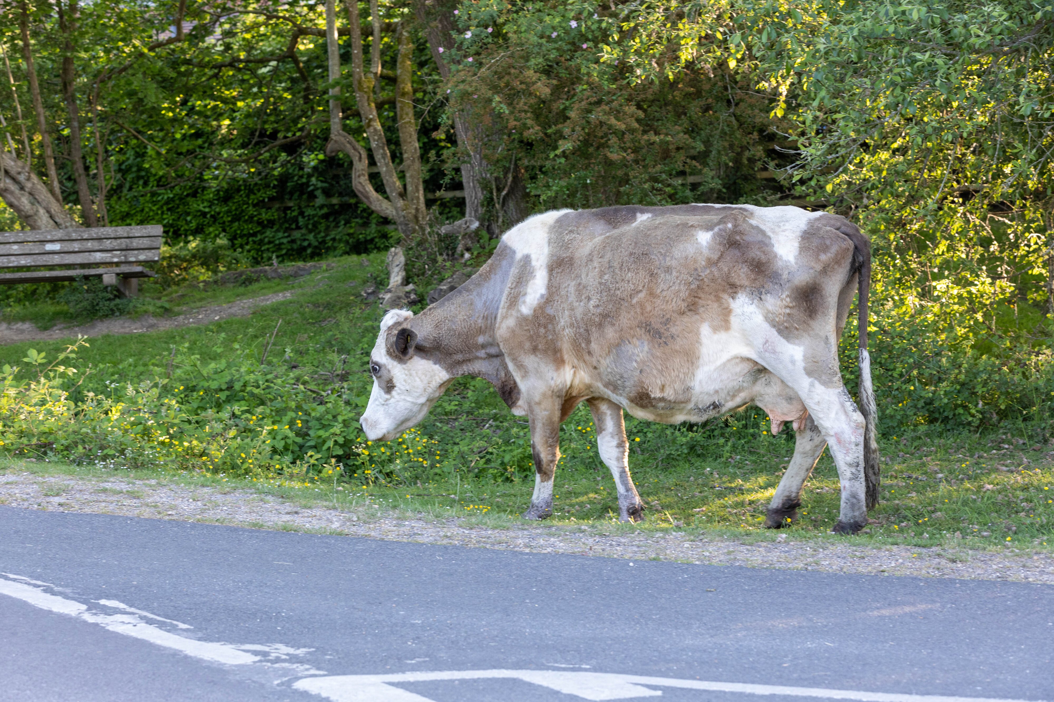 MOO COWS-10.jpg | Canon RF Shooters Forums