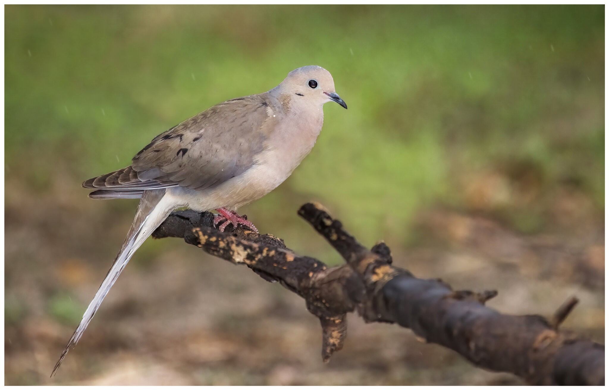 Mourning Dove.jpg | Canon RF Shooters Forums