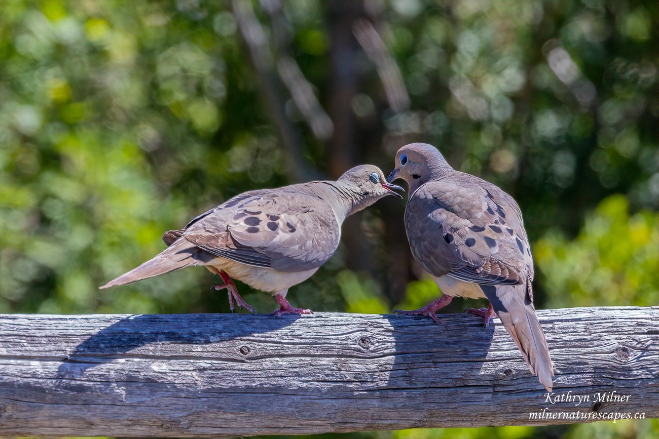 Mourning Doves.jpg | Canon RF Shooters Forums