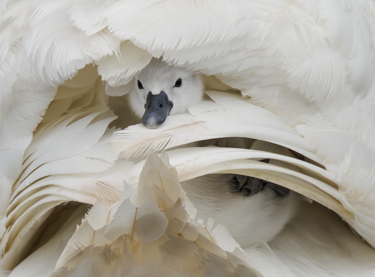 [mp] Cygnet Hiding.jpg | Canon RF Shooters Forums