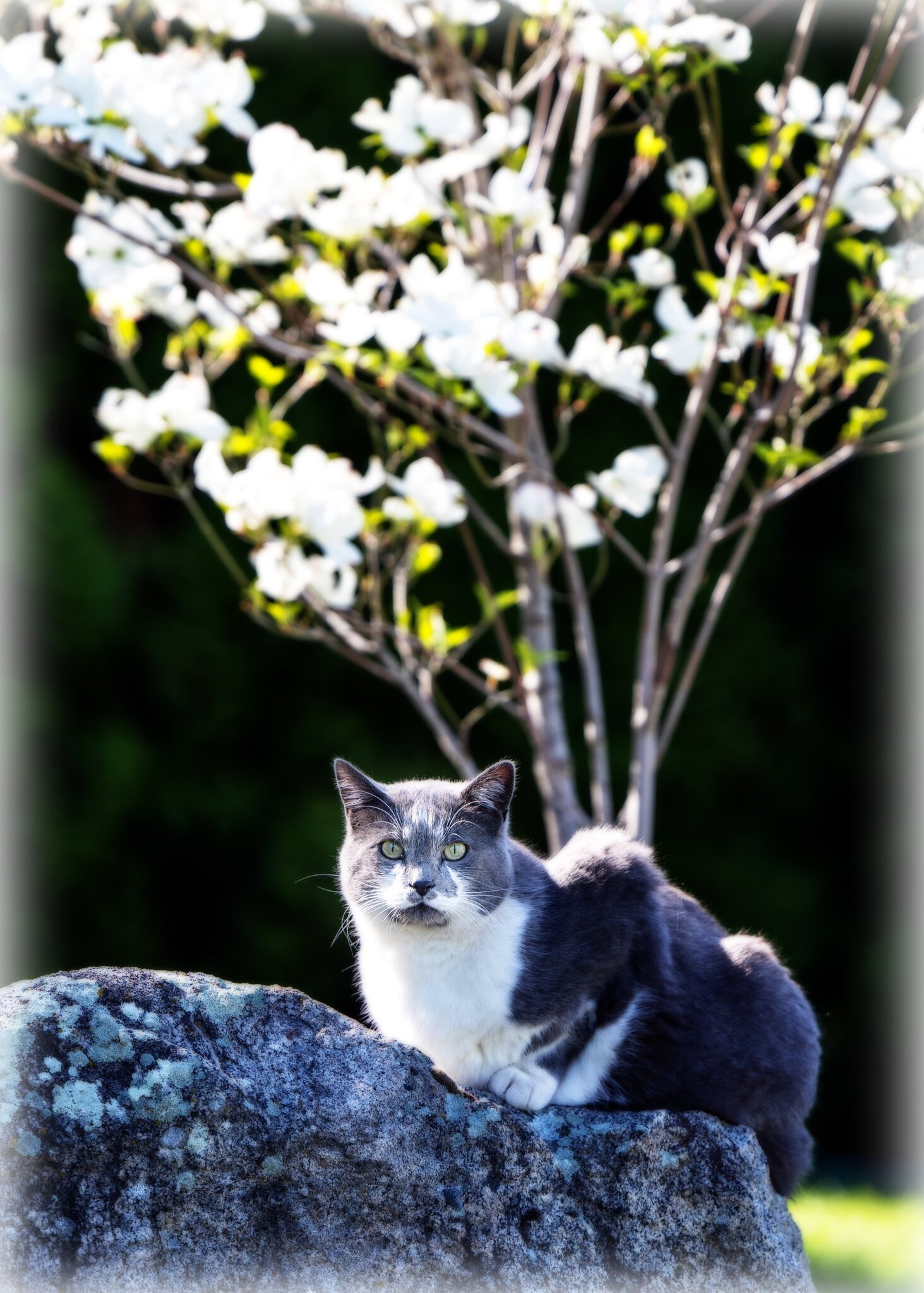 My kitteh... KIKI | Canon RF Shooters Forums