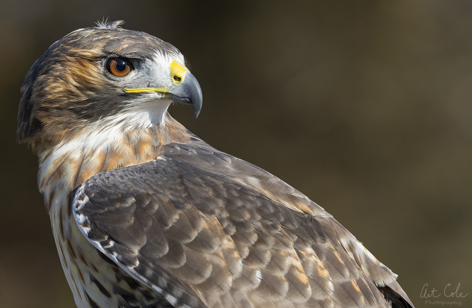 NobleProfilerusty2SMALL.jpg | Canon RF Shooters Forums