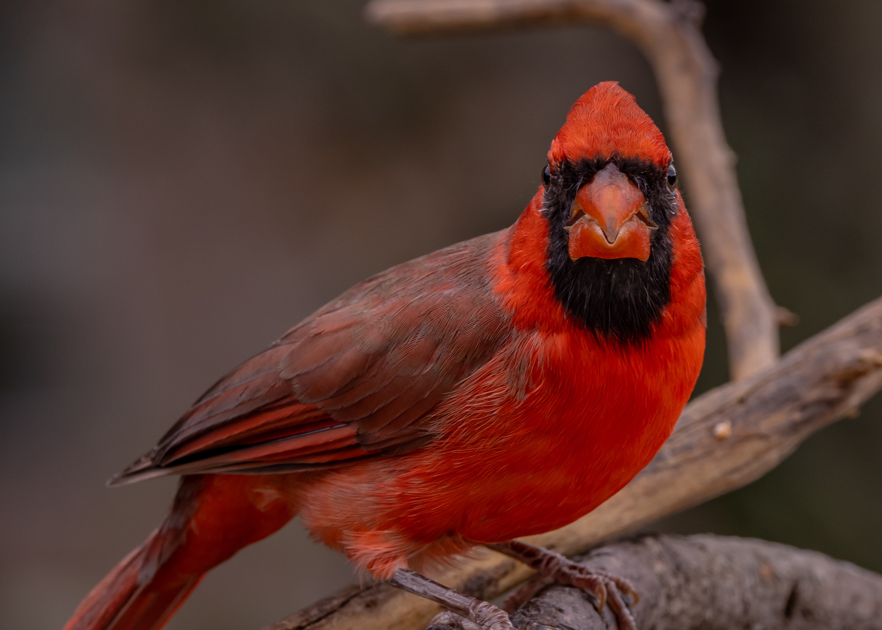 Northern cardinal | Canon RF Shooters Forums