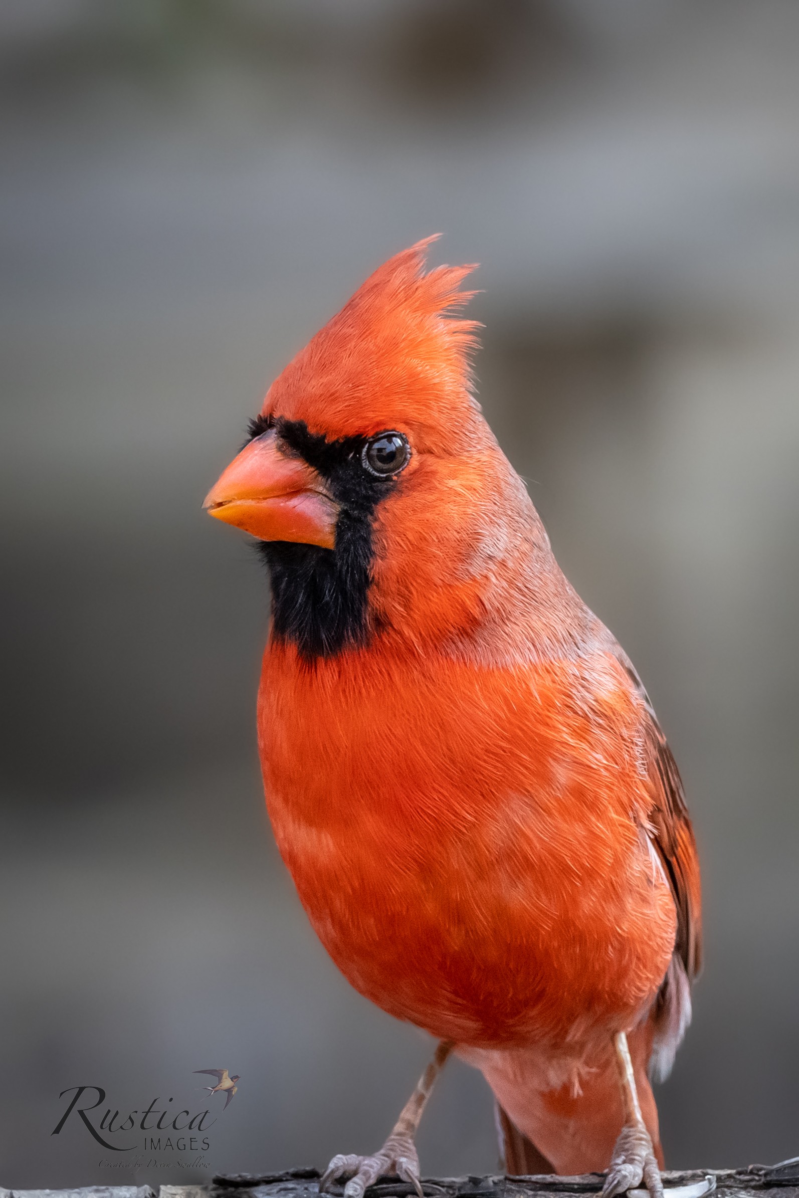 Northern Cardinal | Canon RF Shooters Forums