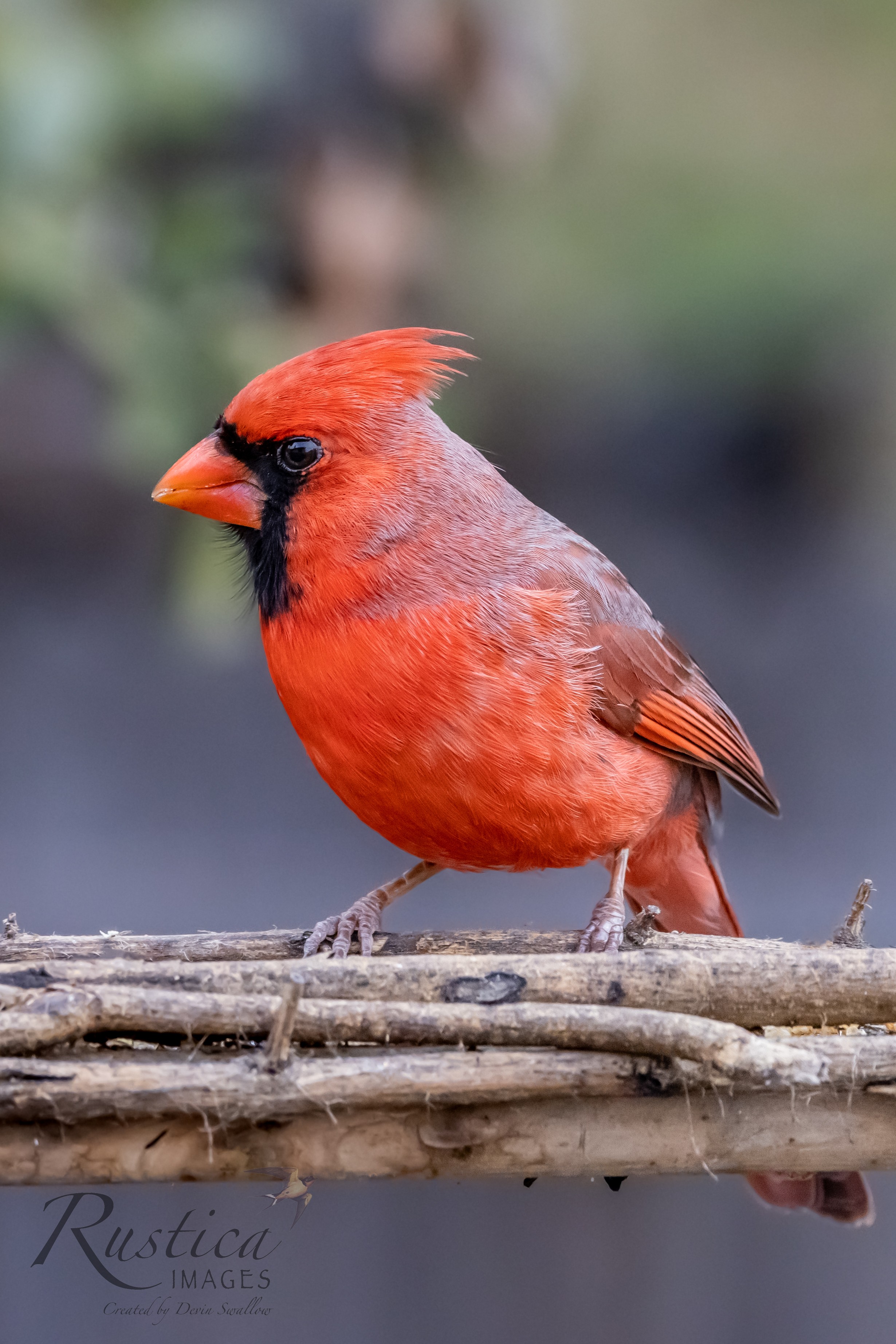 Northern cardinal | Canon RF Shooters Forums