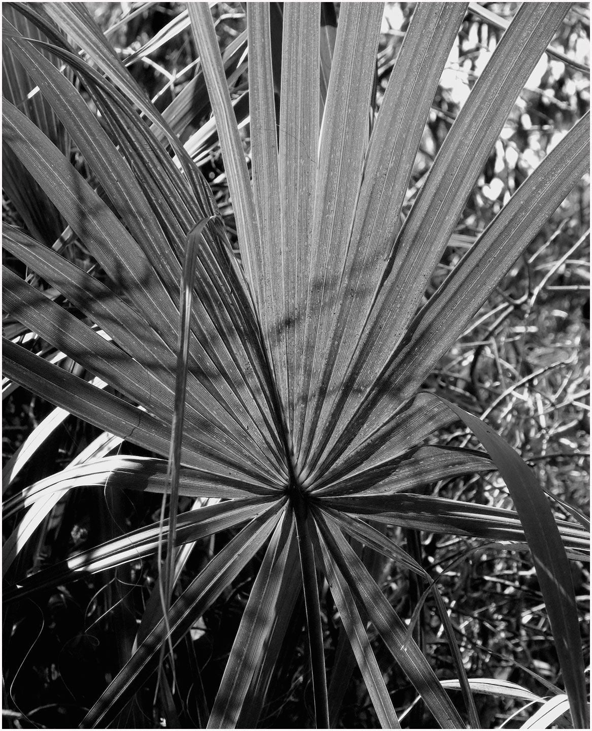 Palm.jpg | Canon RF Shooters Forums