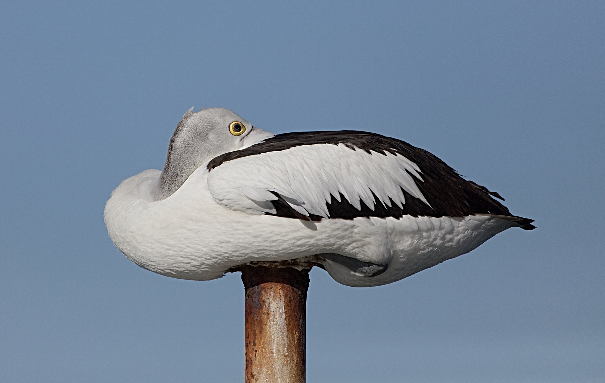 Pelican 03.jpg | Canon RF Shooters Forums