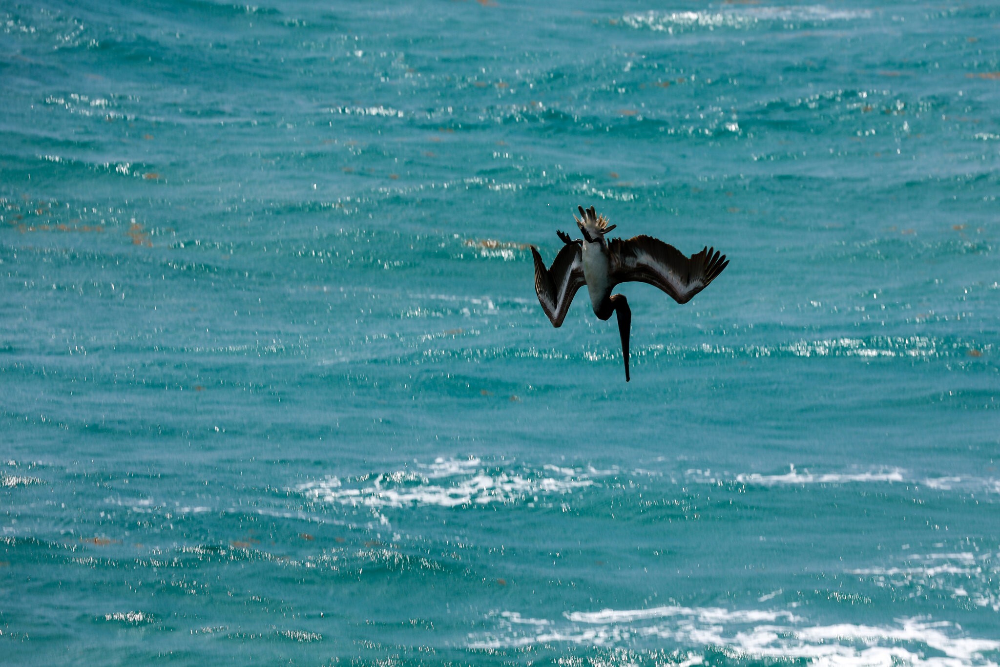 Pelican Diving-5518.jpg | Canon RF Shooters Forums