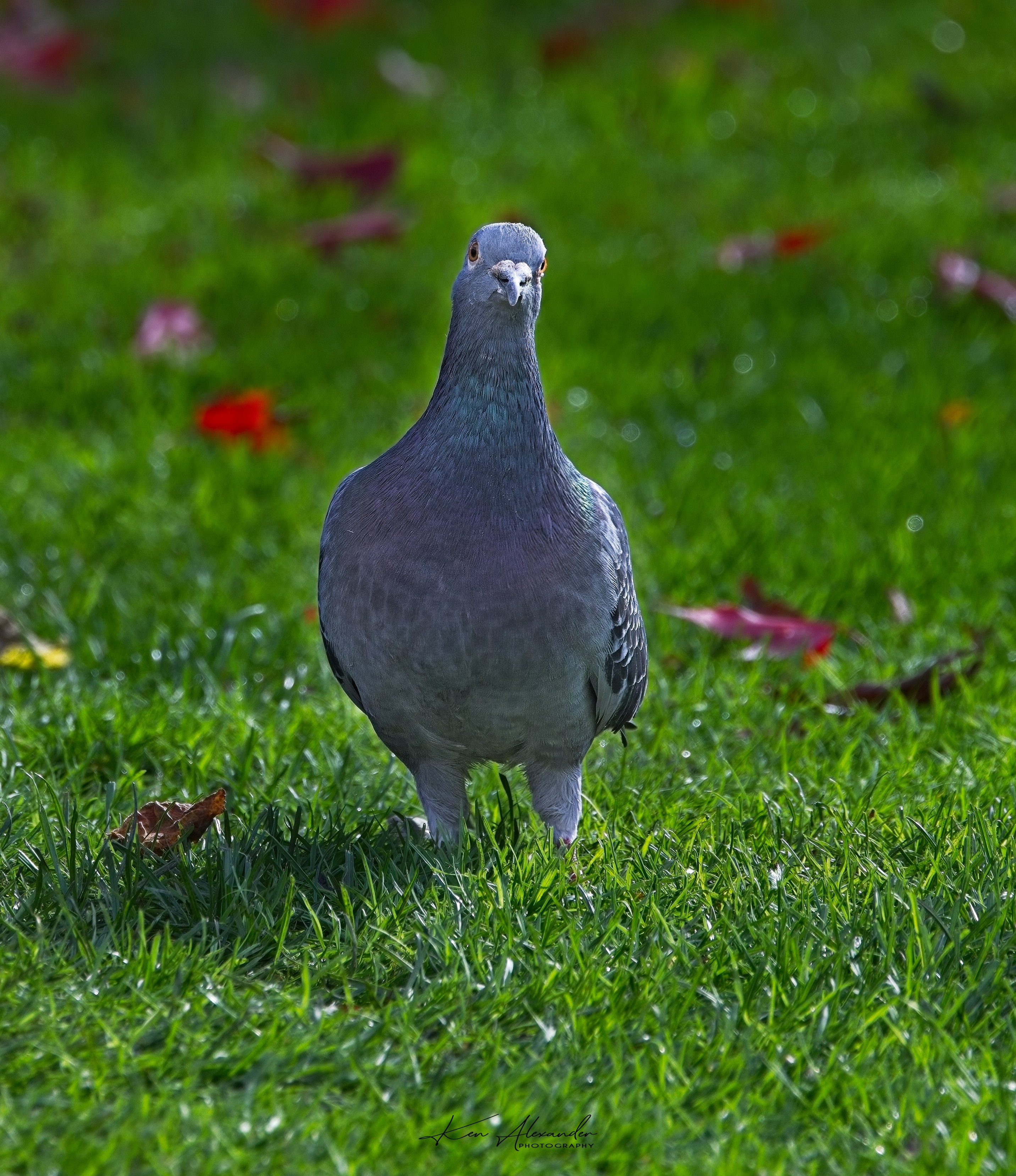 Pigeon 02.jpg | Canon RF Shooters Forums