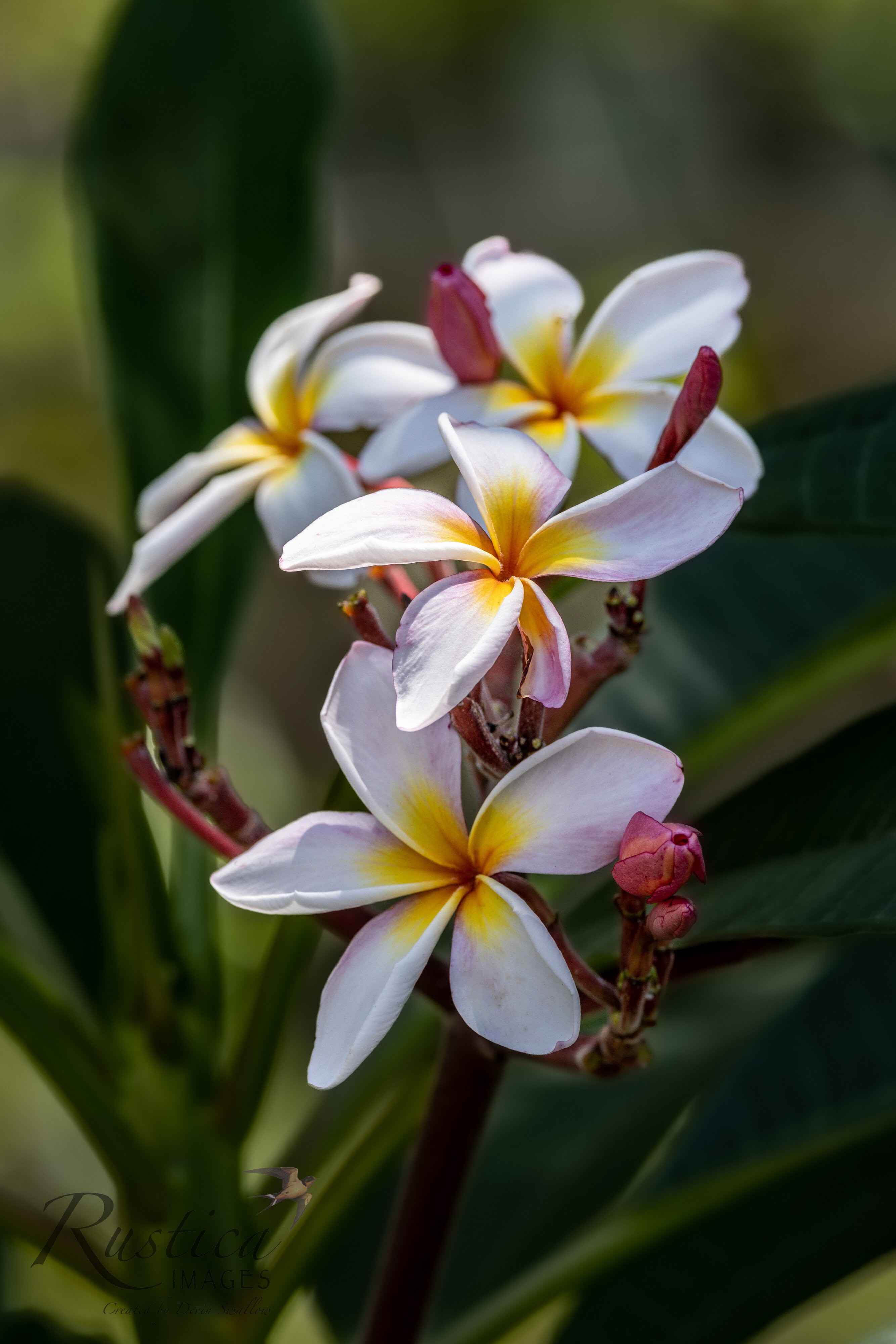Plumeria | Canon RF Shooters Forums