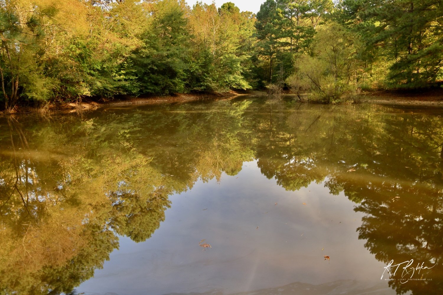 Pond reflections.jpeg | Canon RF Shooters Forums
