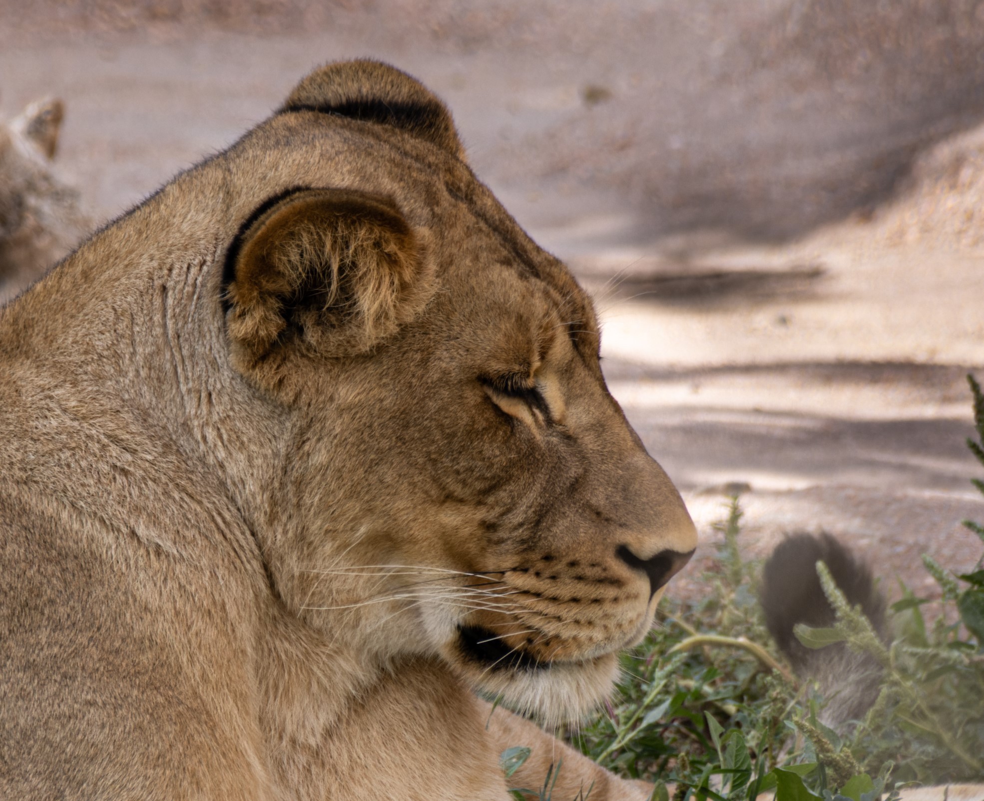 Portrait of a Lioness Denver Zoo (2022).jpg | Canon RF Shooters Forums