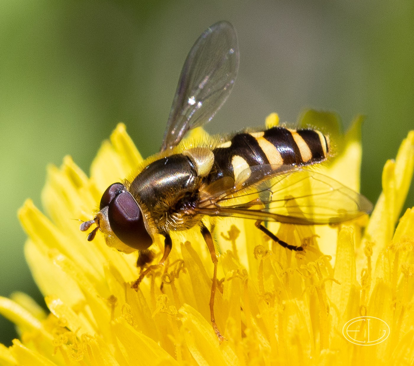 R5_A4935 Hoverfly.jpg | Canon RF Shooters Forums