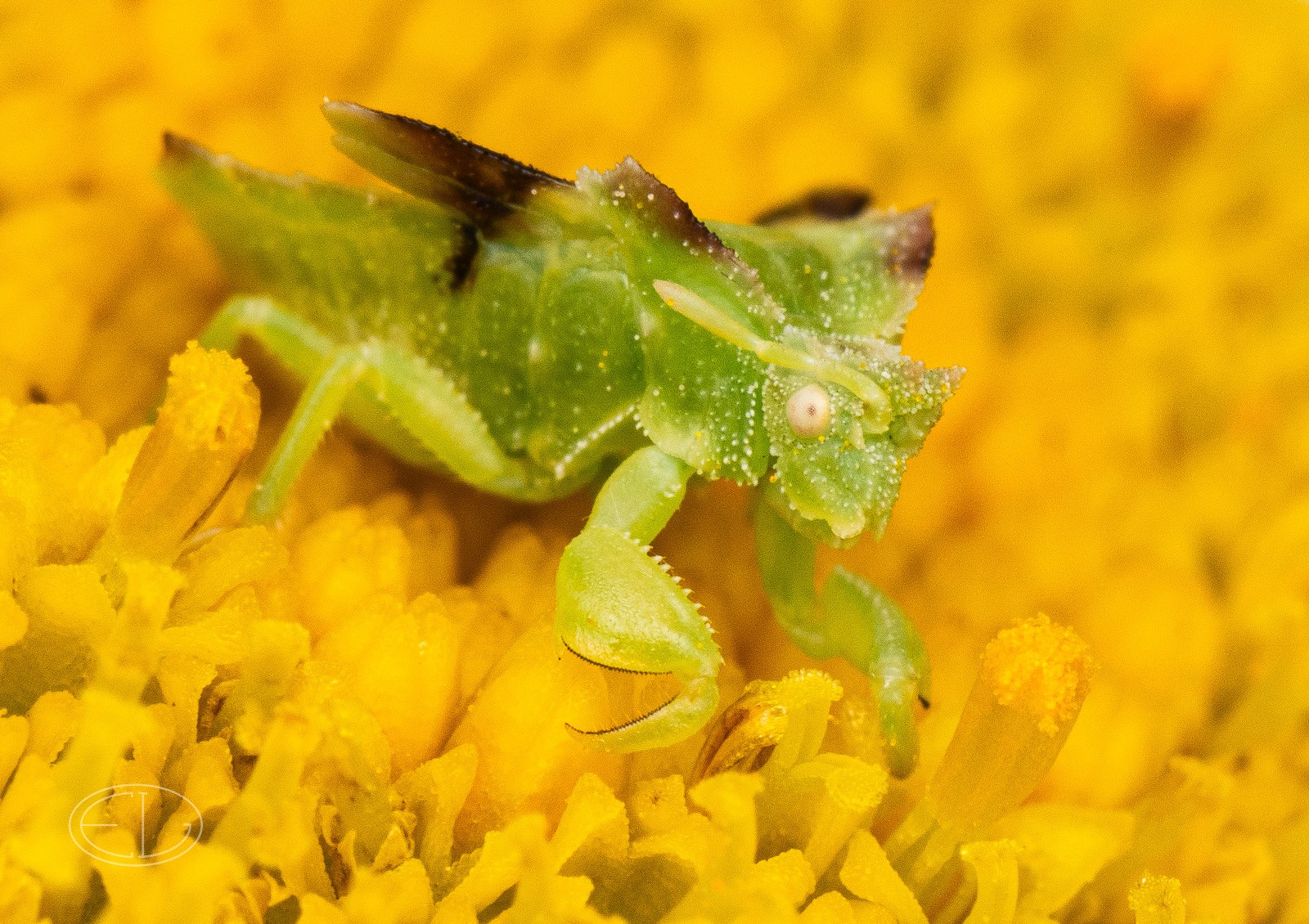 R5_B4356 Ambush Bug nymph.jpg | Canon RF Shooters Forums
