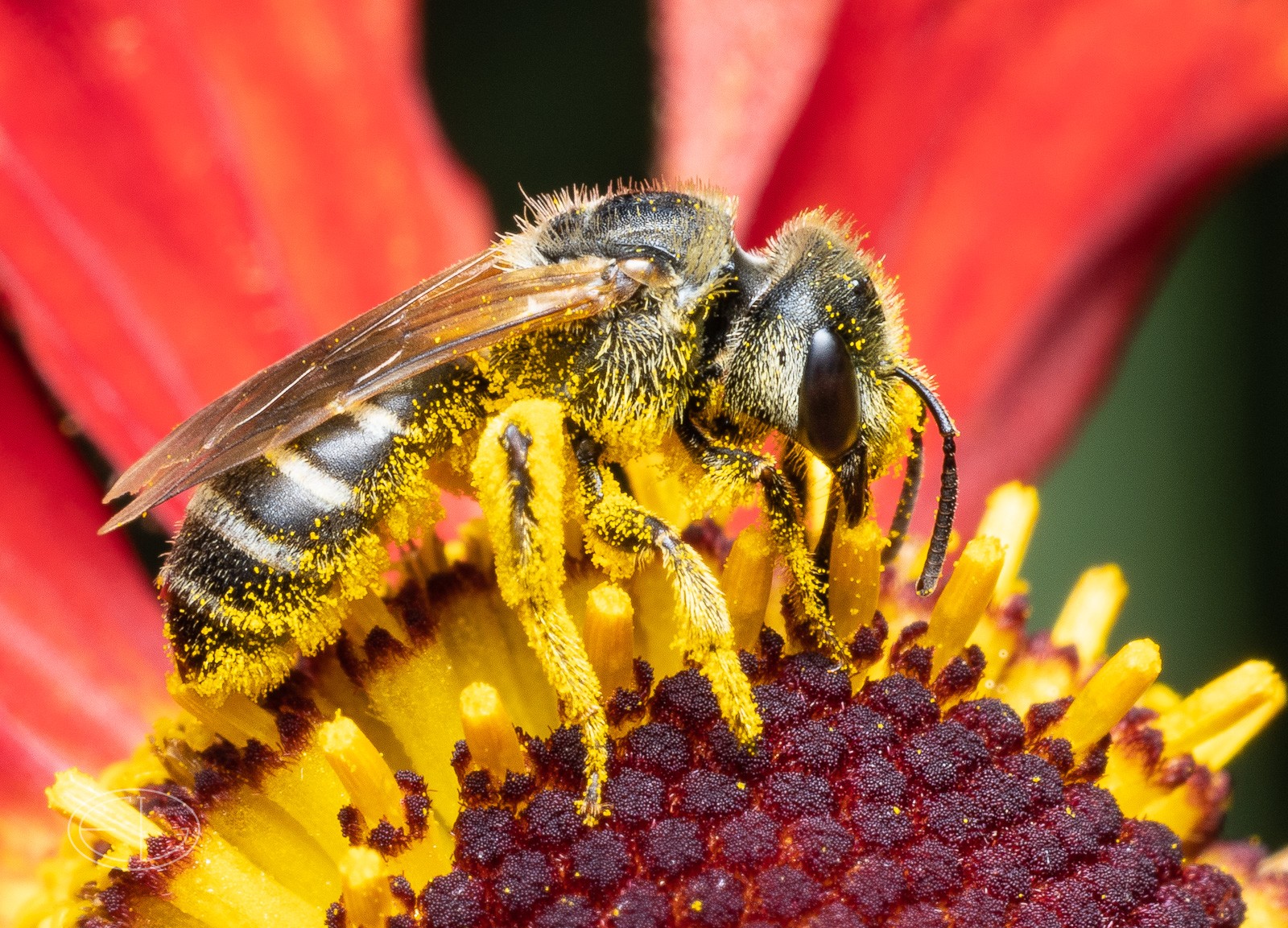 R5_B6089 Bee.jpg | Canon RF Shooters Forums