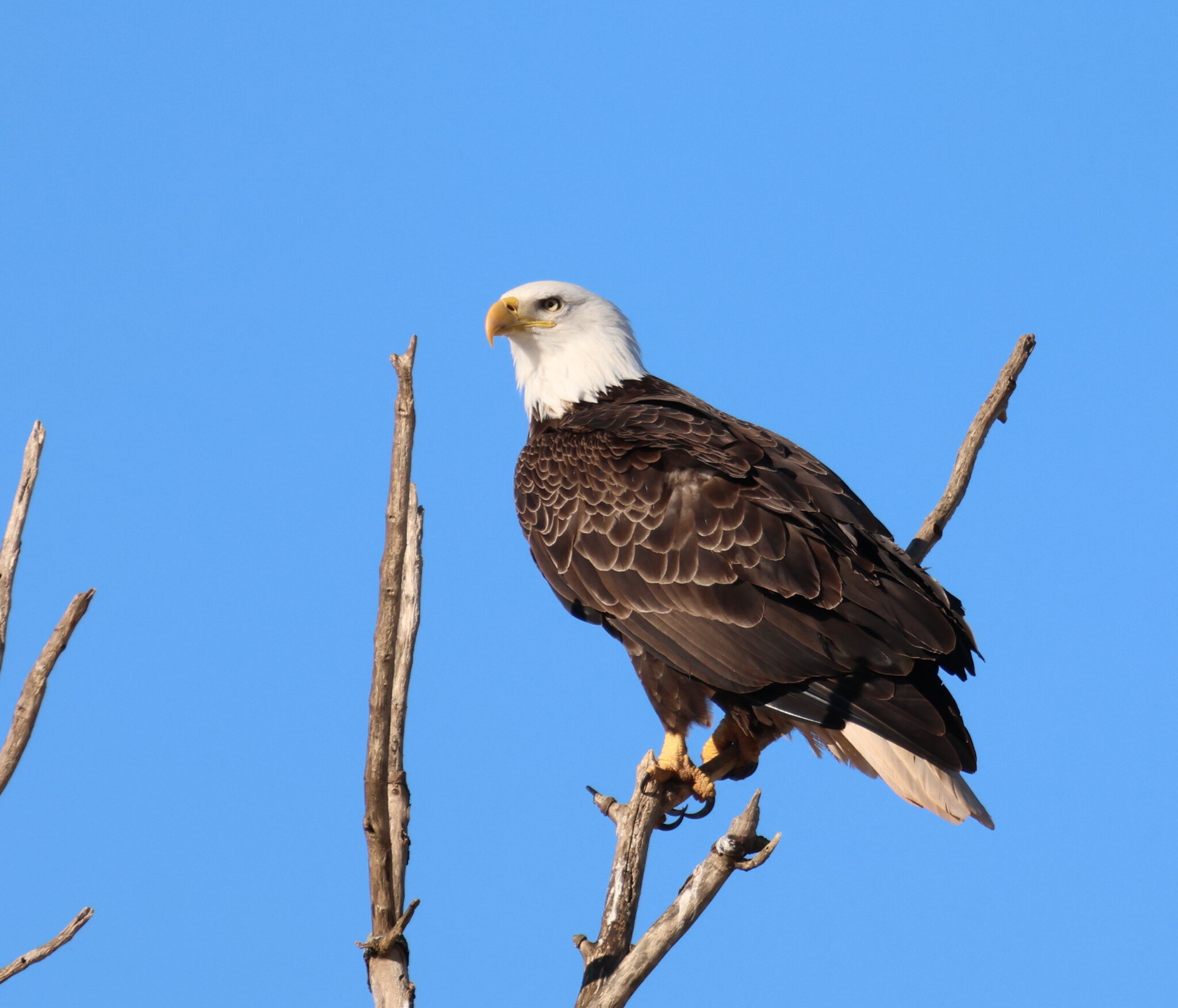 R7__4341a.jpg | Canon RF Shooters Forums