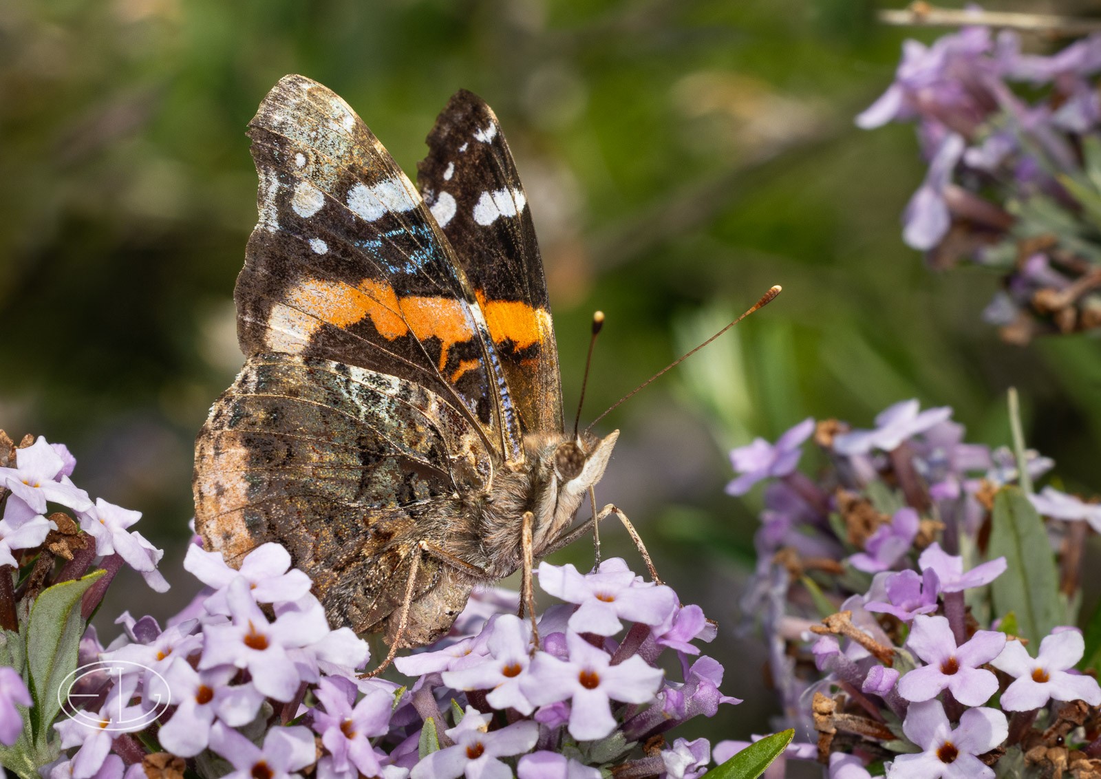 R7_B3106 Red Admiral.jpg | Canon RF Shooters Forums