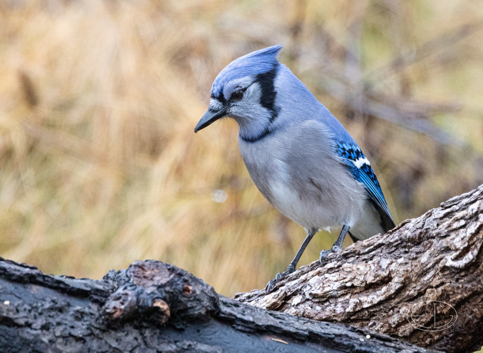 R7_C0508 Blue Jay.jpg | Canon RF Shooters Forums