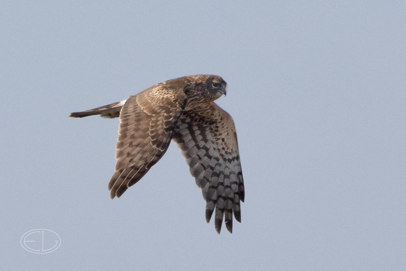 R7_C0823 Northern Harrier.jpg | Canon RF Shooters Forums