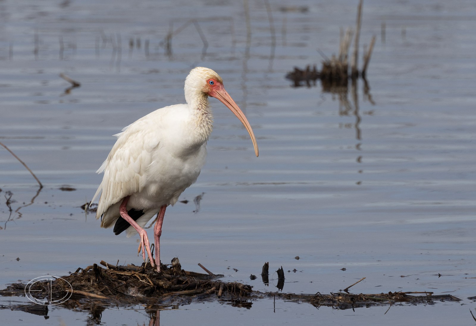 R7_C1006 White Ibis.jpg | Canon RF Shooters Forums