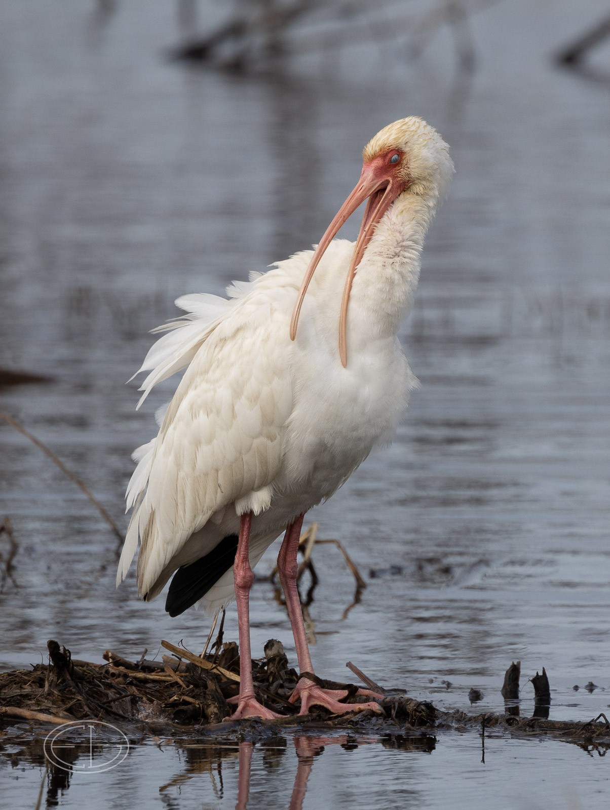 R7_C1020 White Ibis.jpg | Canon RF Shooters Forums