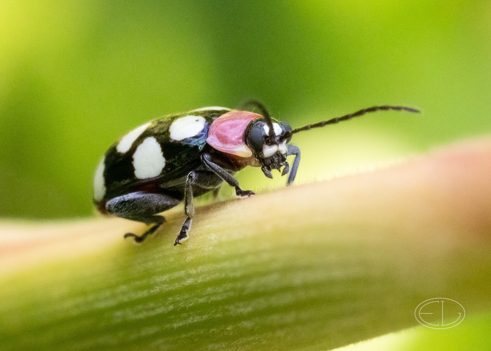 R7_C4405 Eight-spotted Flea Beetle.jpg | Canon RF Shooters Forums