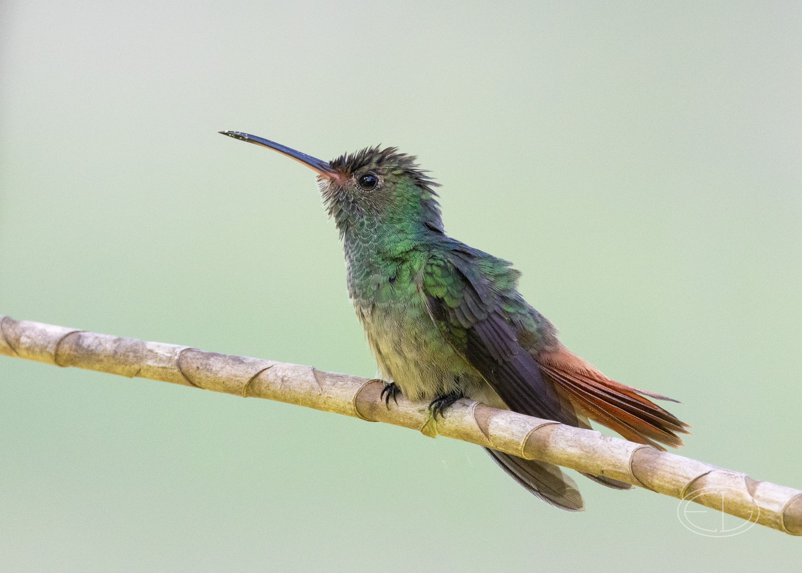 R7_C4783 Green hummingbird.jpg | Canon RF Shooters Forums