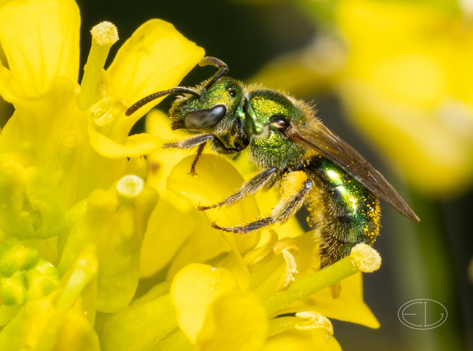 R7_D1438 Metallic green sweat bee - maybe Augochloropsis sp.jpg | Canon ...
