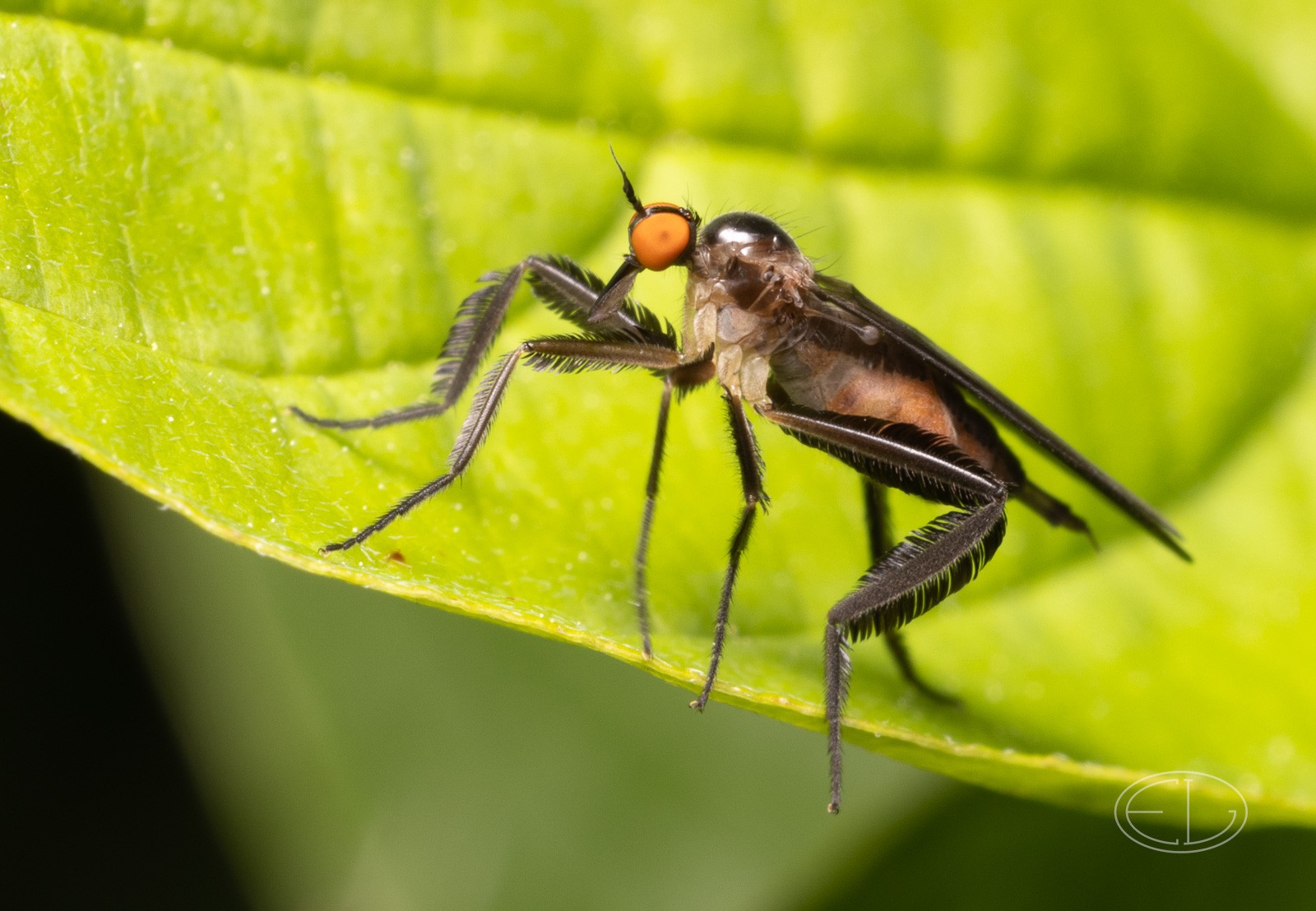 R7_D2141 Long-tailed Dance Fly.jpg | Canon RF Shooters Forums
