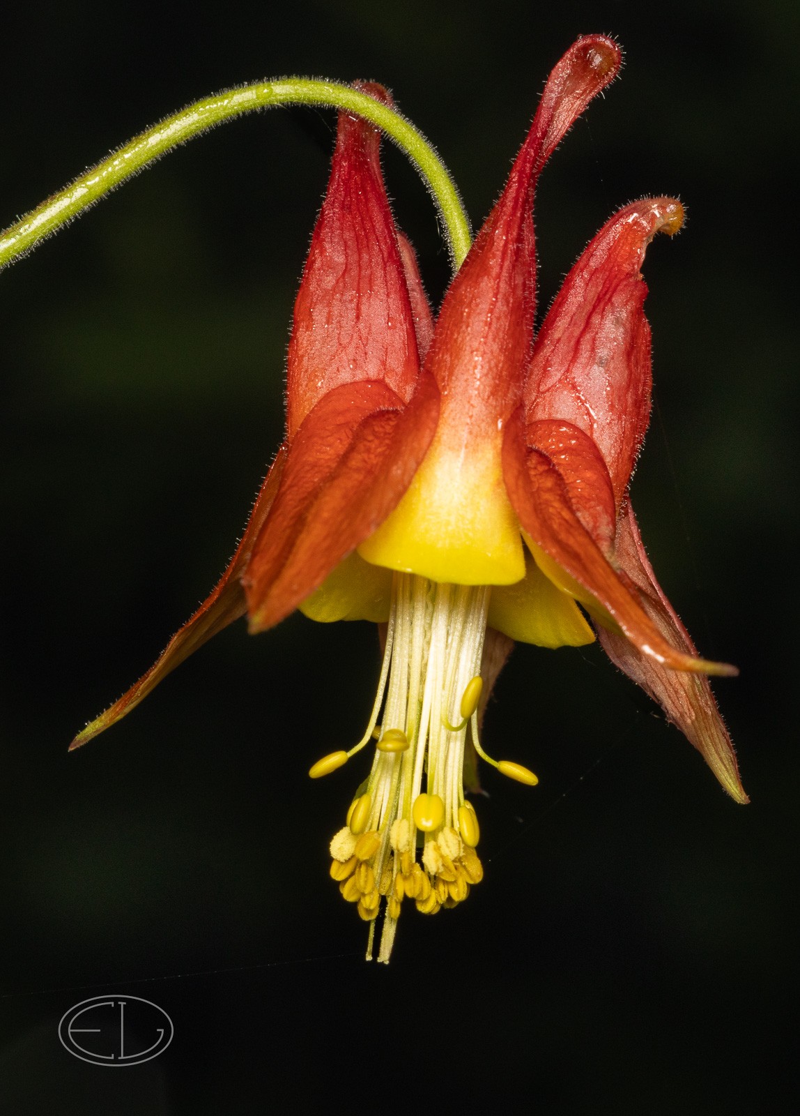 R7_D2280 Columbine.jpg | Canon RF Shooters Forums