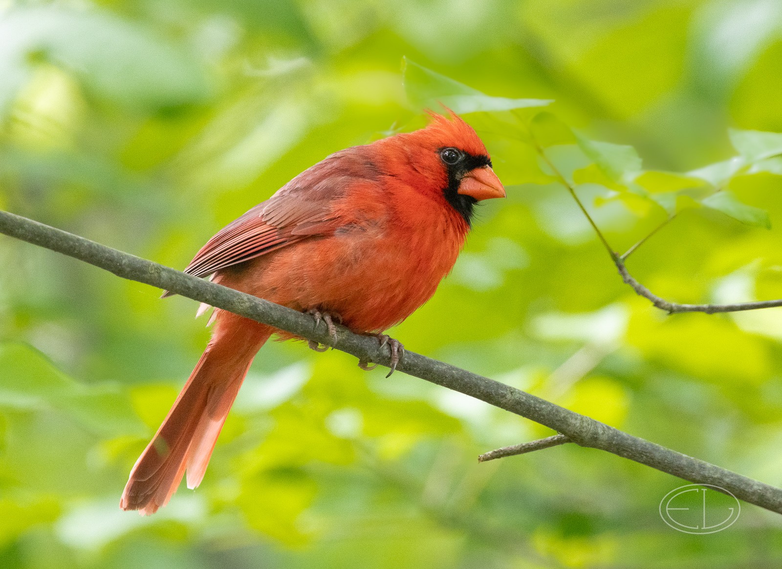 R7_D2580 Cardinal.jpg | Canon RF Shooters Forums