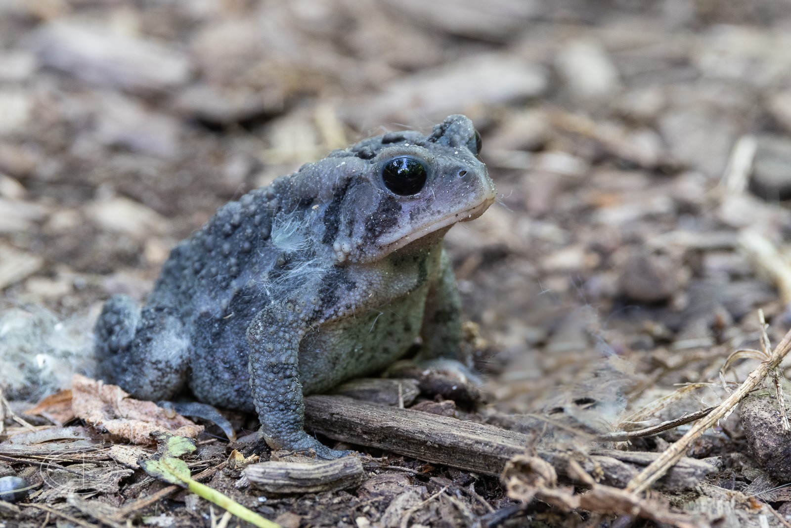 R7_D2689 Toad.jpg | Canon RF Shooters Forums