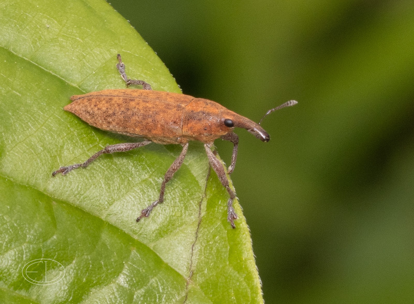 R7_D2980 Nut Weevil.jpg | Canon RF Shooters Forums