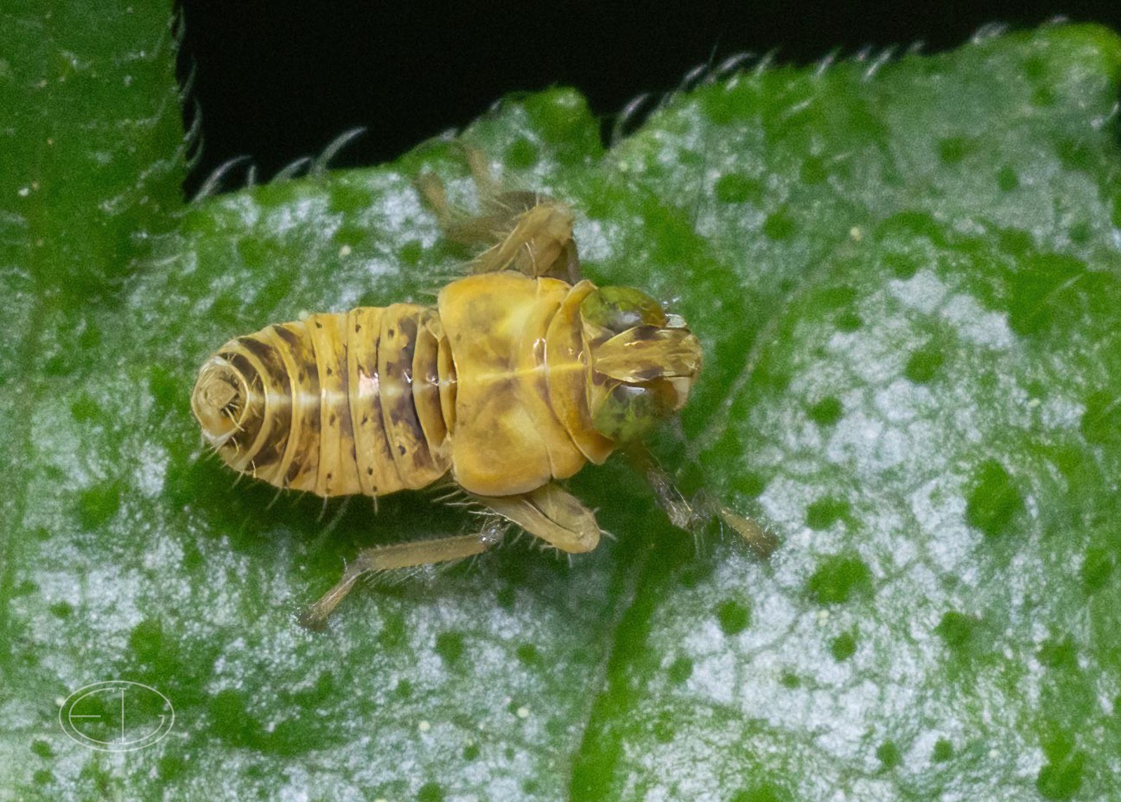 R7_D3154 Leafhopper nymph.jpg | Canon RF Shooters Forums