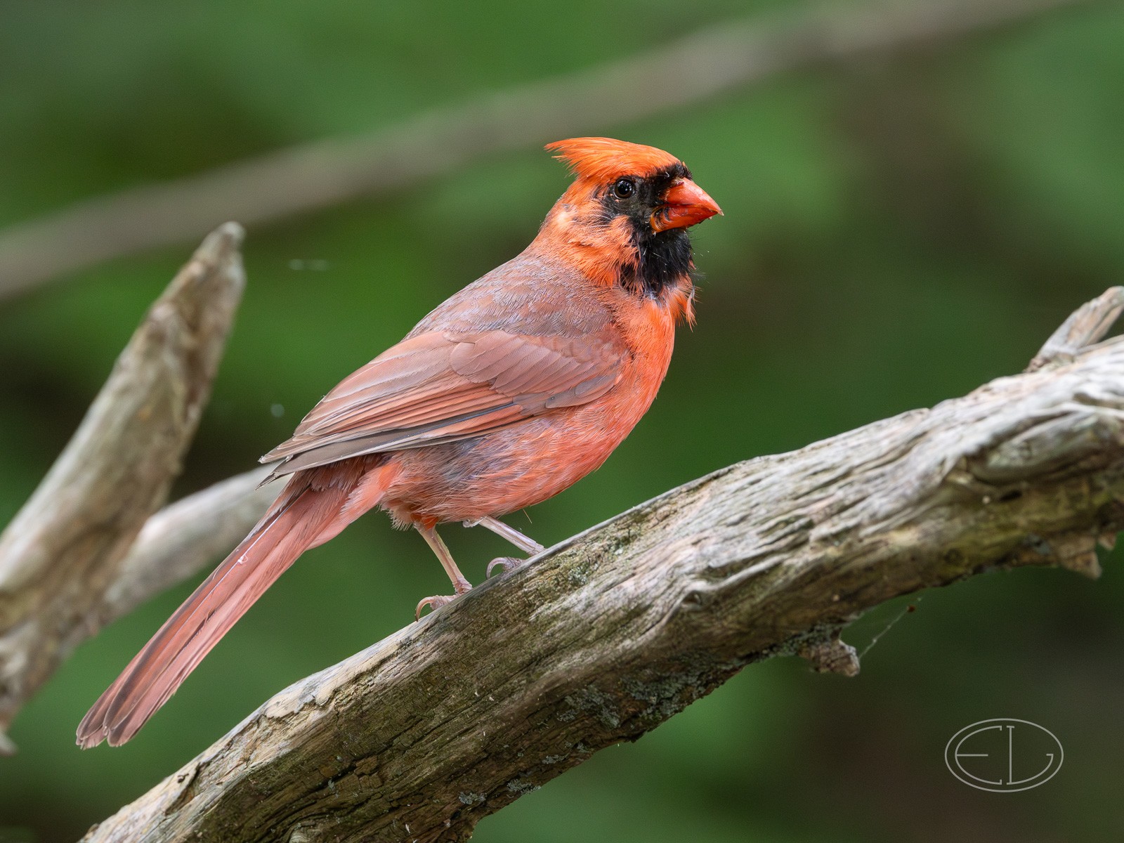 R7_D4010 Cardinal-Enhanced-NR.jpg | Canon RF Shooters Forums