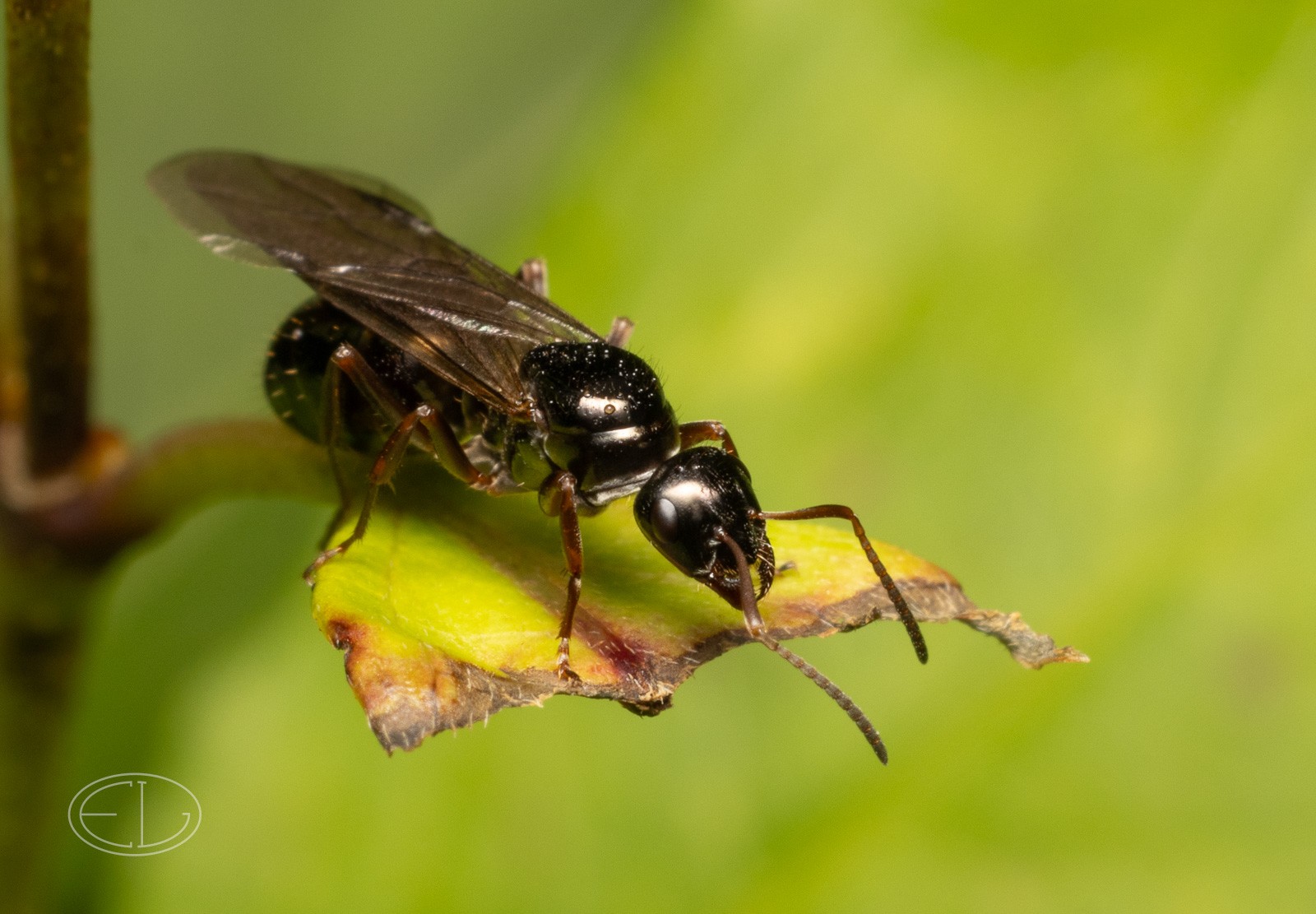 R7_D6109 Formicene ant maybe.jpg | Canon RF Shooters Forums