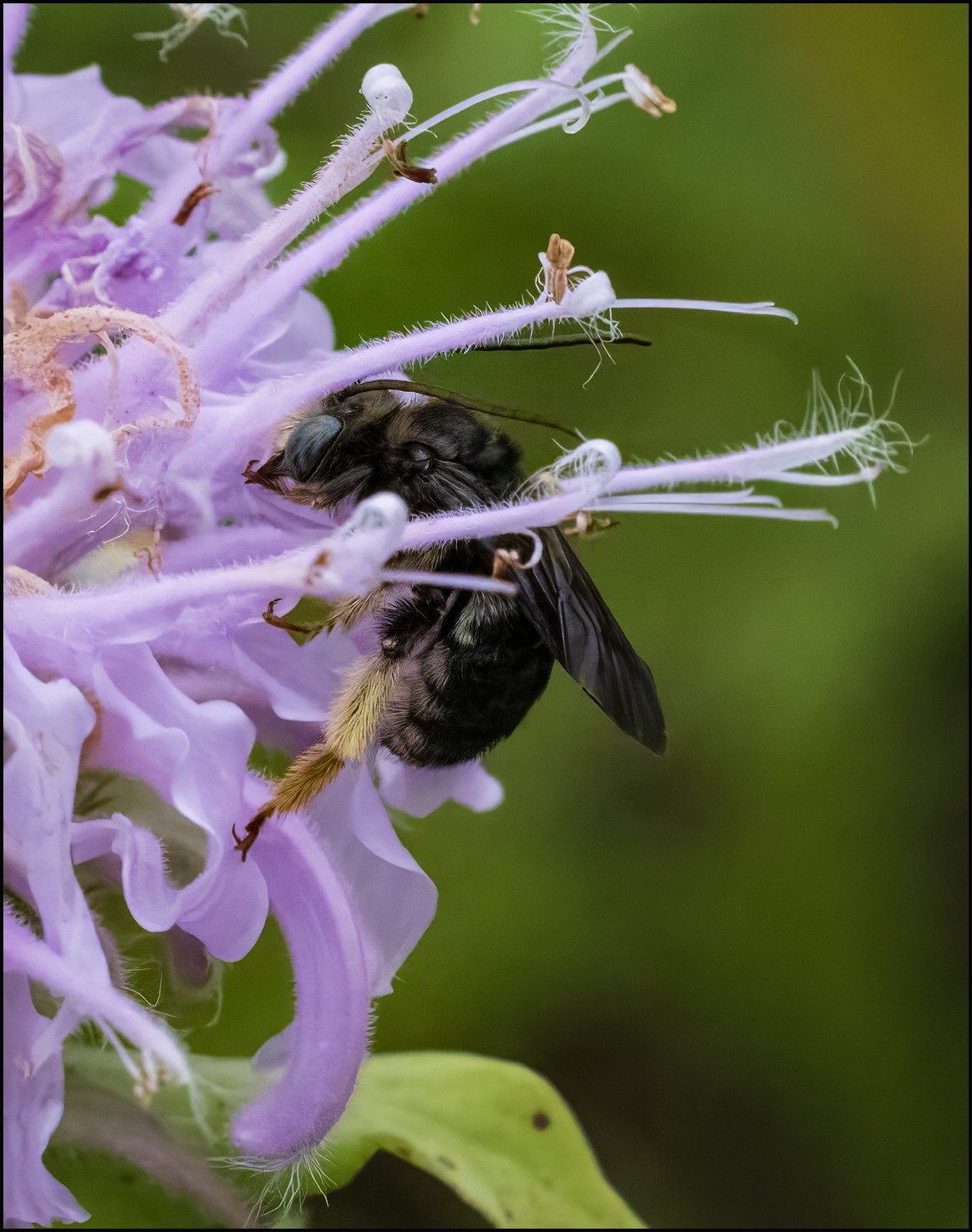 Racing Bee.jpg | Canon RF Shooters Forums