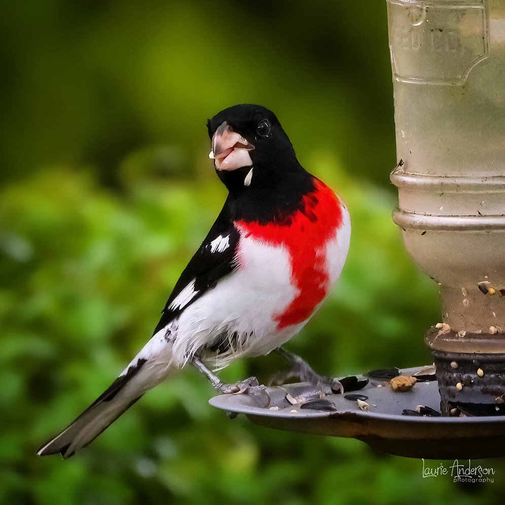 Red-breasted Grosbeak | Canon RF Shooters Forums