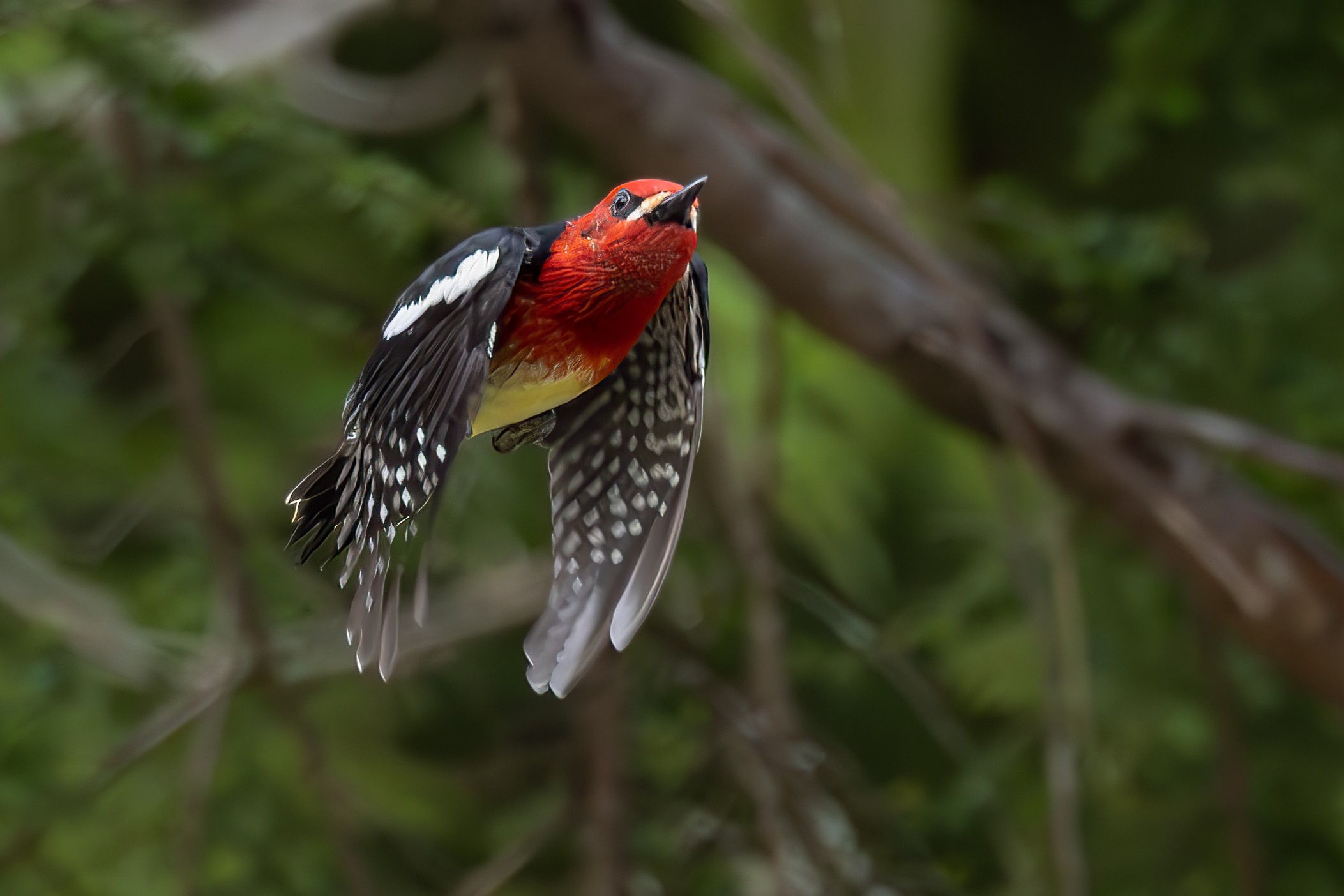 Red-Breasted Sap Sucker in Flight | Canon RF Shooters Forums
