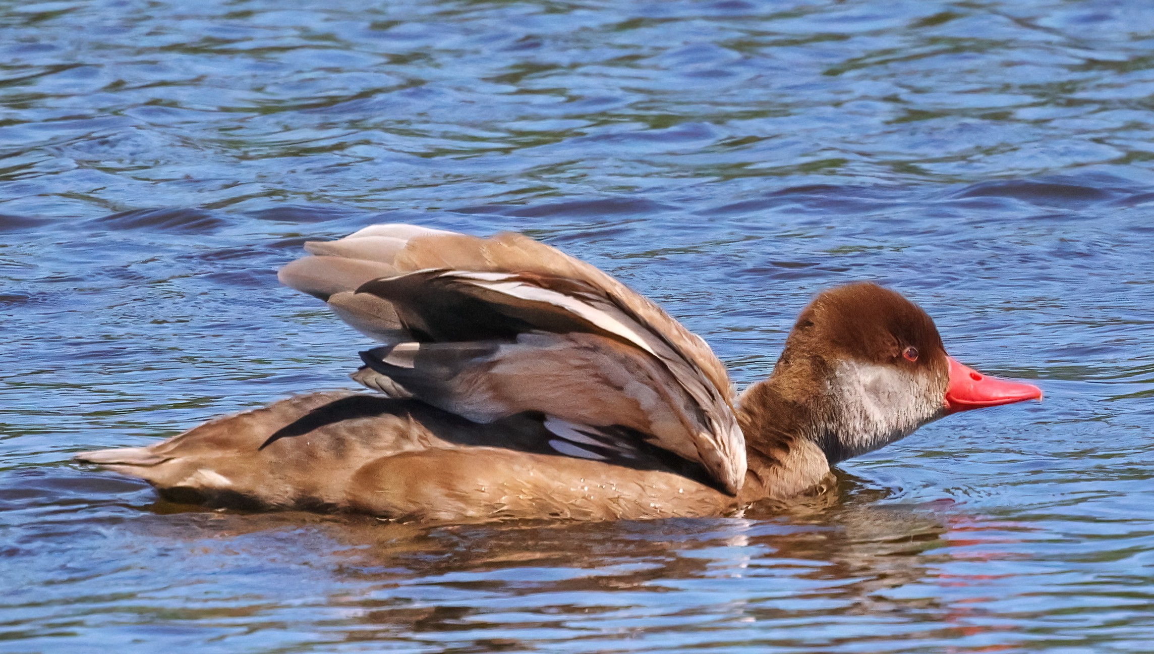 Red-crested pochard | Canon RF Shooters Forums