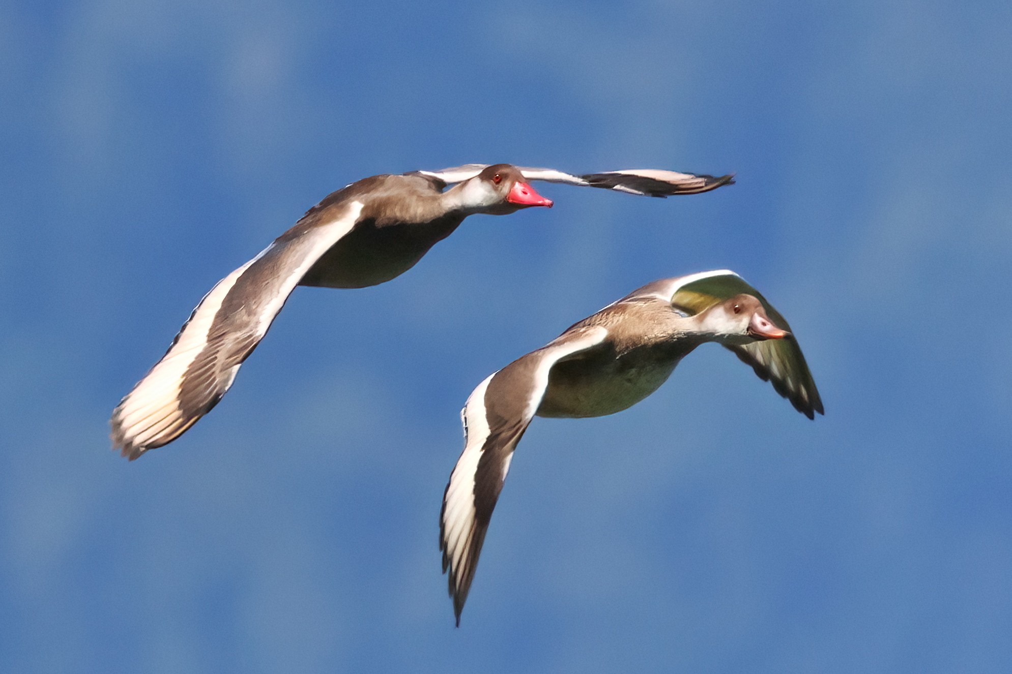 Red-crested pochards | Canon RF Shooters Forums