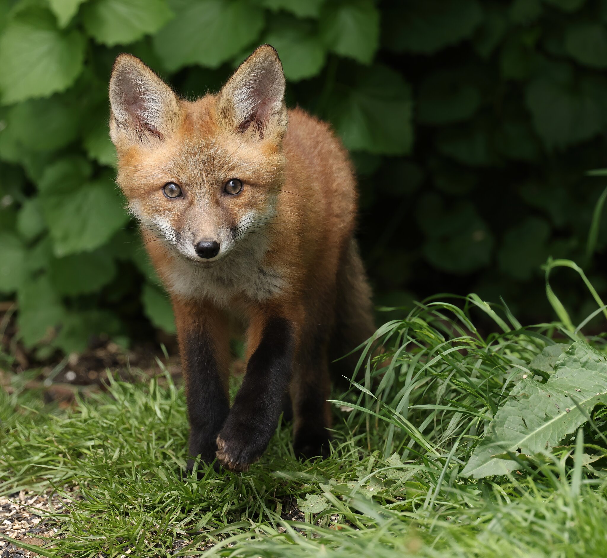 Red Fox.JPG | Canon RF Shooters Forums