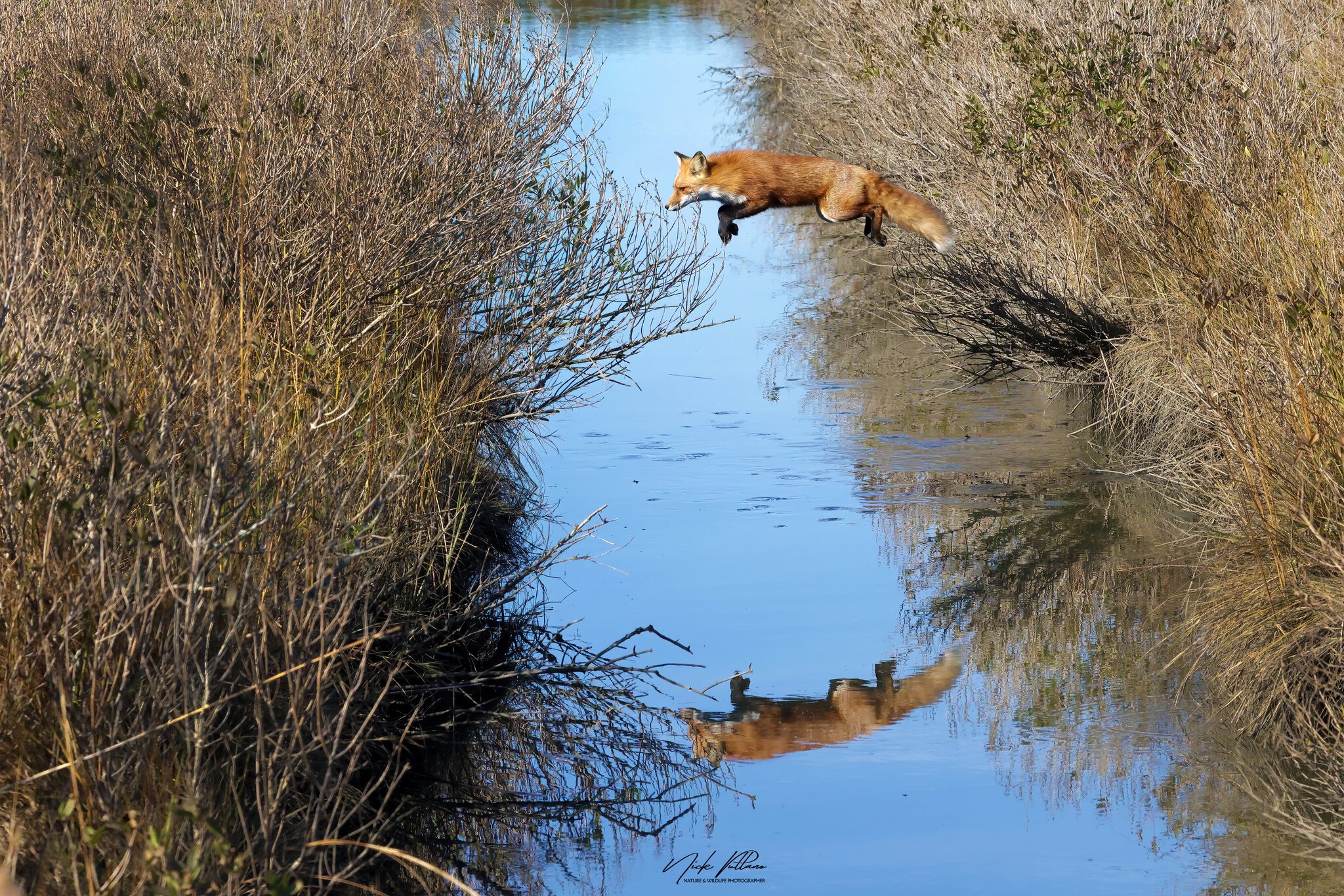 Red Fox Reflection | Canon RF Shooters Forums
