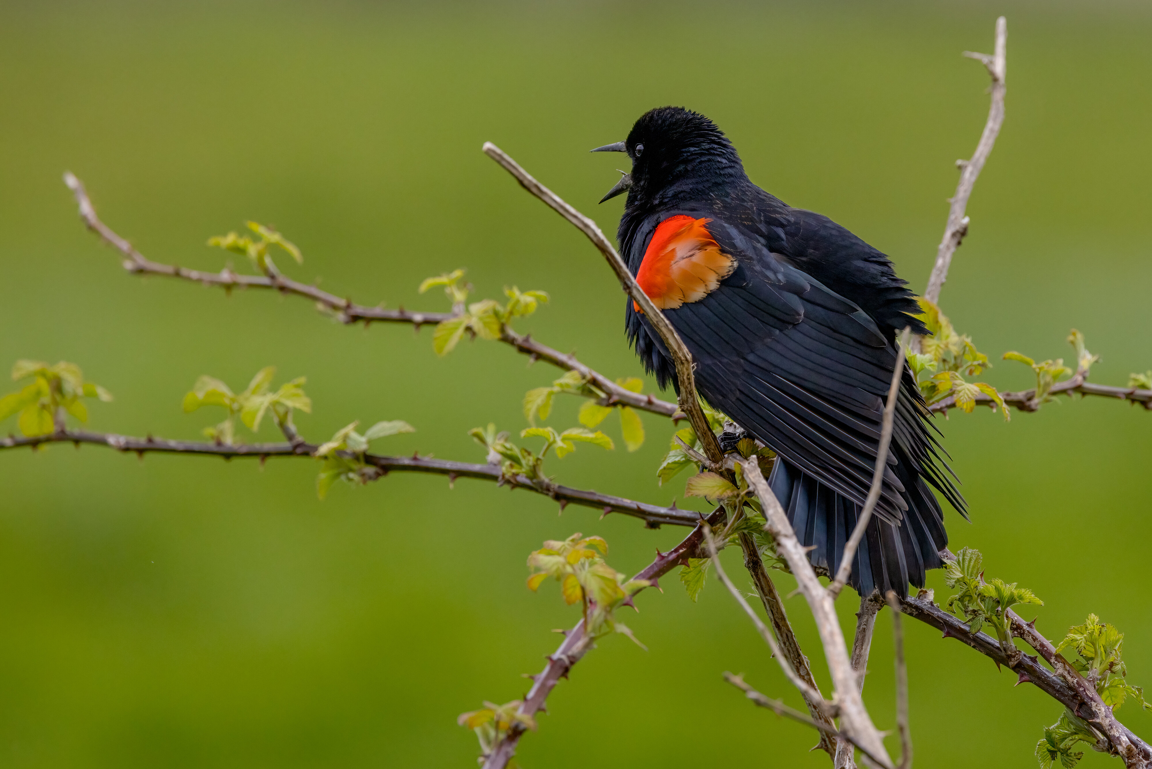 Red Wing Blackbird | Canon RF Shooters Forums