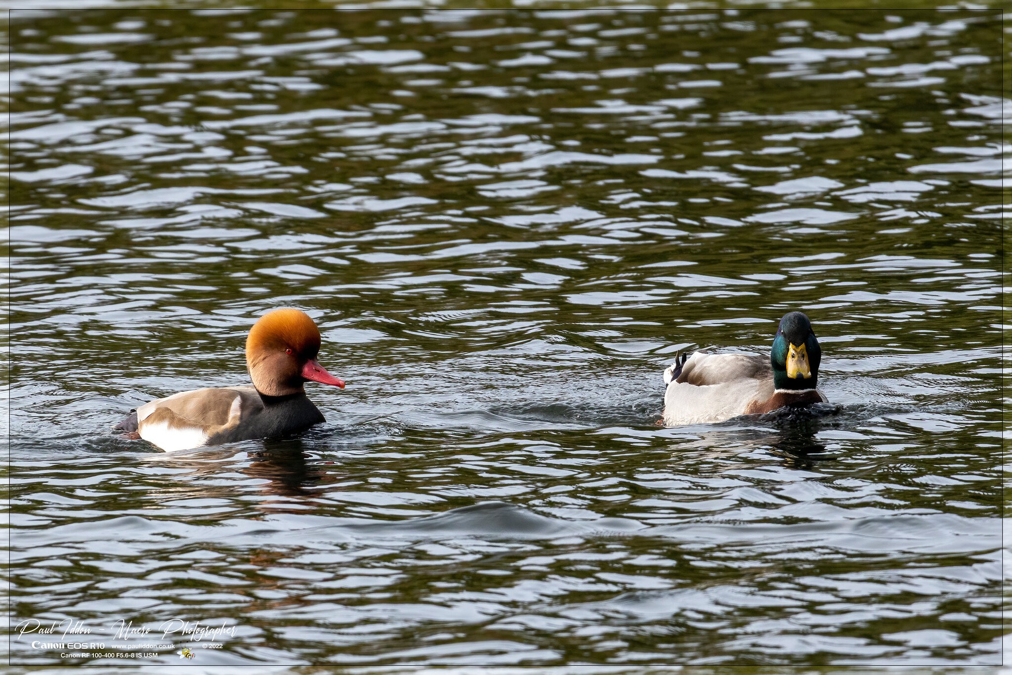 red_crested_pochard_and_mallard_a_4k_1800.jpg | Canon RF Shooters Forums