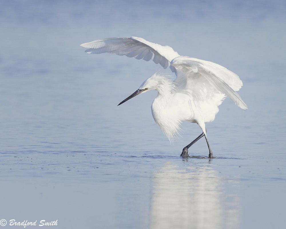 Reddish egret.jpg | Canon RF Shooters Forums